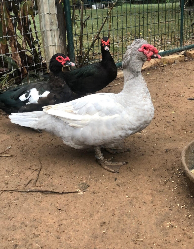 New Poultry Varieties Enter APA - Backyard Poultry